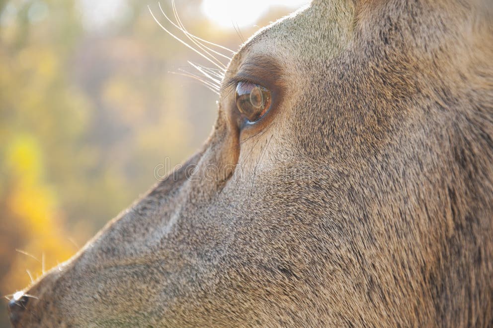 Deer eye close-up stock image. Image of closeup, coat - 61764253