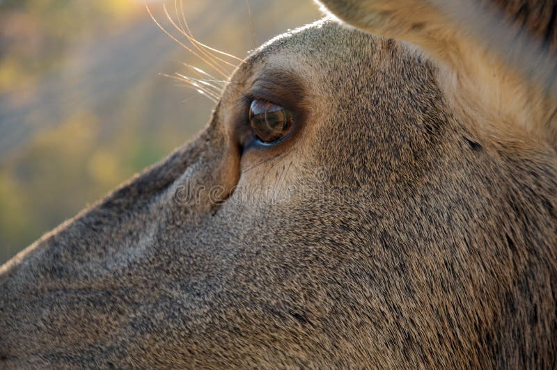 Deer eye close-up stock image. Image of macro, park, horning - 61764327