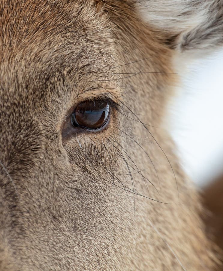 11,162 Deer Eye Stock Photos - Free & Royalty-Free Stock Photos from ...