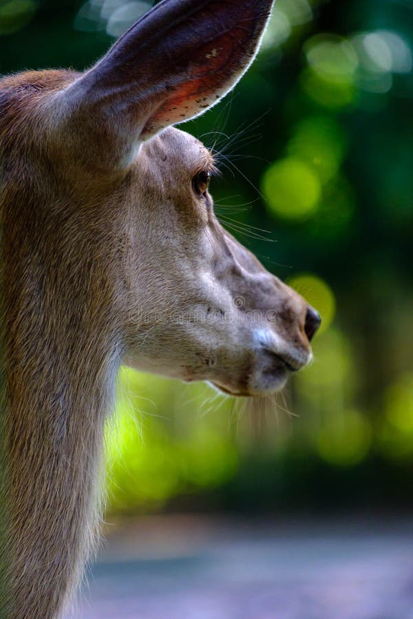 Deer face close up stock image. Image of mammal, clovenhoofed - 118390929