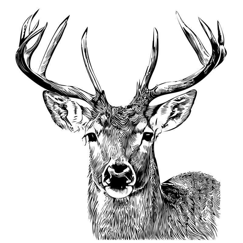 Deer Face Sketch Hand Drawn in Doodle Style Vector Illustration Stock ...