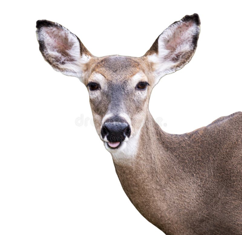 804 Deer Open Mouth Stock Photos - Free & Royalty-Free Stock Photos ...