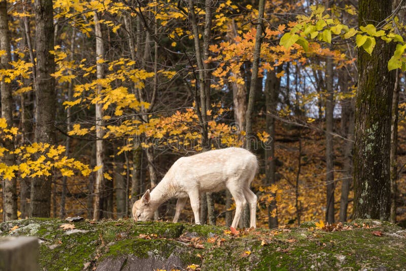 Deer in a fall forest stock image. Image of animal, river - 79337463
