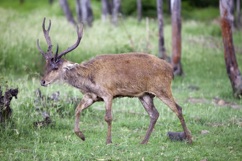 Deer with a falling horn stock image. Image of natural - 152808395