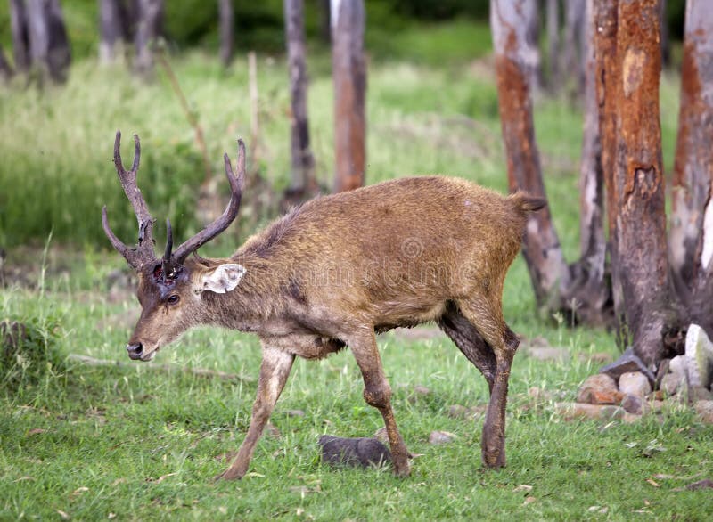 Deer with the Falling-off Horns. Mauritius Stock Photo - Image of ...