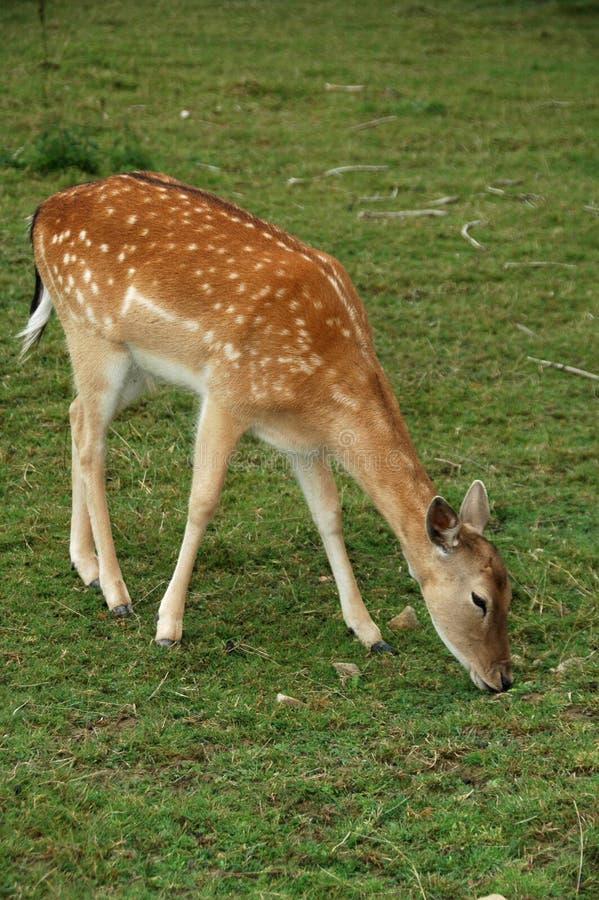 Fallow Df Stock Photos - Free & Royalty-Free Stock Photos from Dreamstime