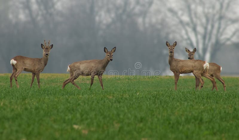 Deer family stock photo. Image of mother, beautiful, buck - 319390