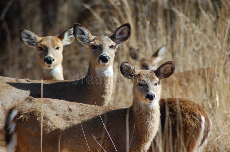 Deer family stock photo. Image of autumn, fall, scene - 6393440