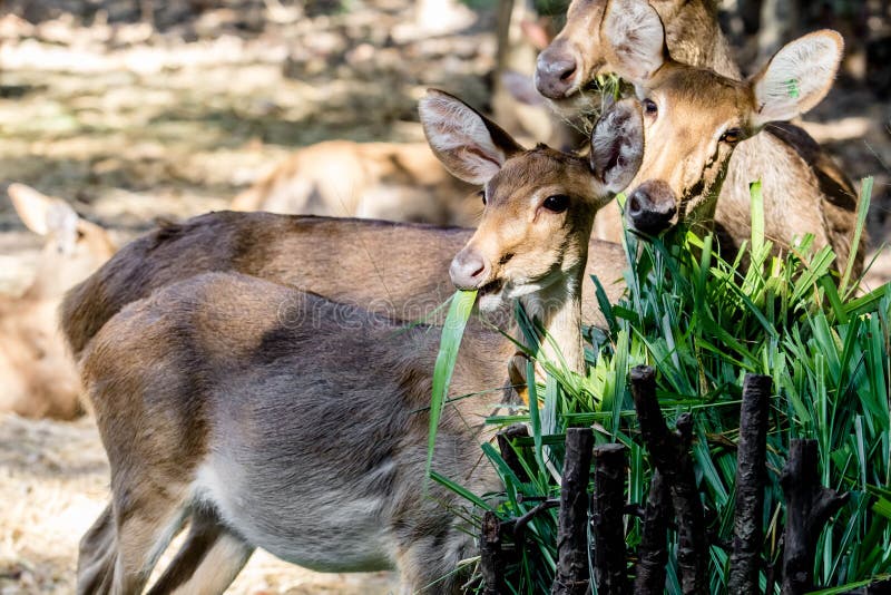 Deer eating grass. stock photo. Image of graze, food - 24104594
