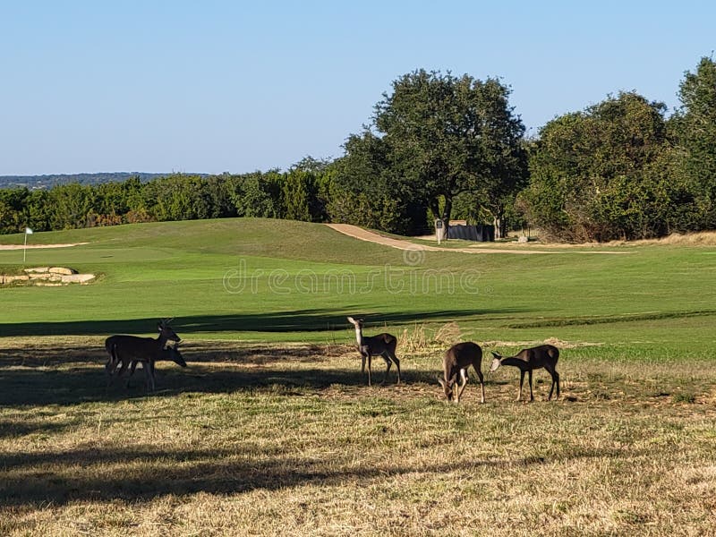 Deer Family on the Golf Course Stock Photo - Image of deer, golf: 233509648