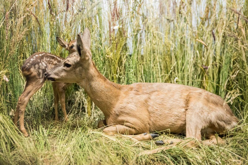 Deer Family stock photo. Image of cervine, habitat, common - 48069488
