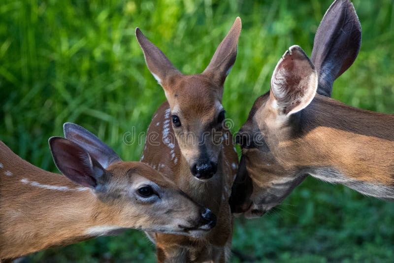 Deer Family stock image. Image of together, female, animal - 97084653
