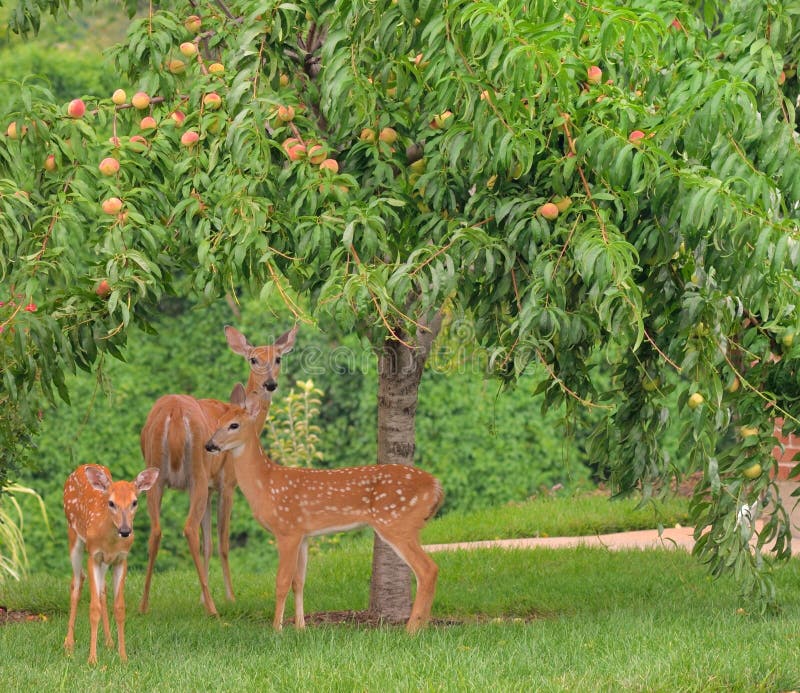 Deer family stock image. Image of cervidae, green, peach - 43348653