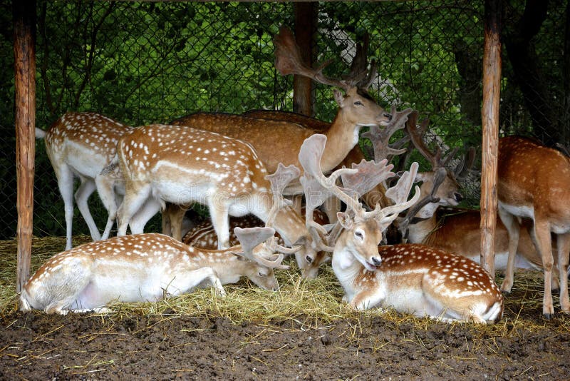 Deer family stock photo. Image of eating, animals, spotted - 96947726