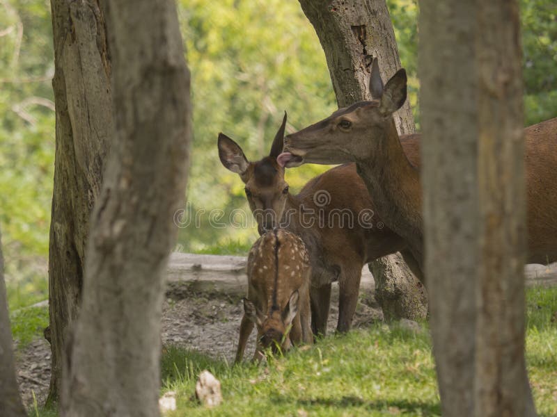 Deer Family in the Woods stock photo. Image of beauty - 30240230