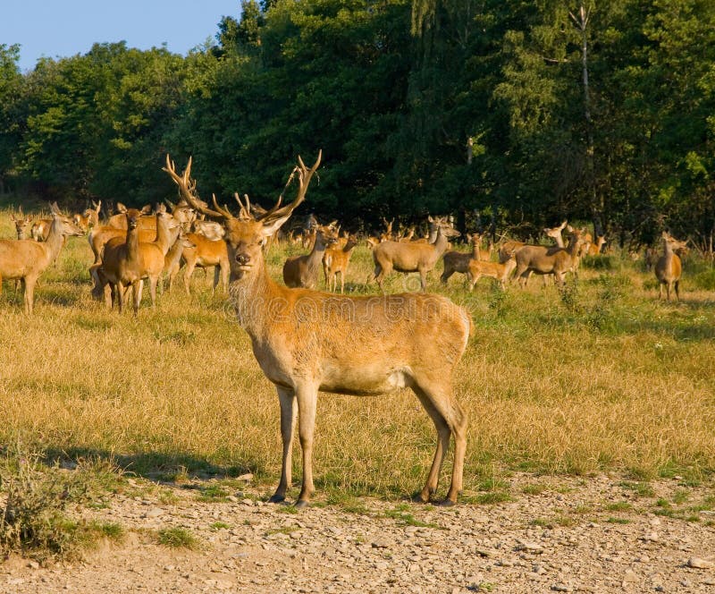 At the Deer Farm stock photo. Image of subungulate, mammal - 3500998