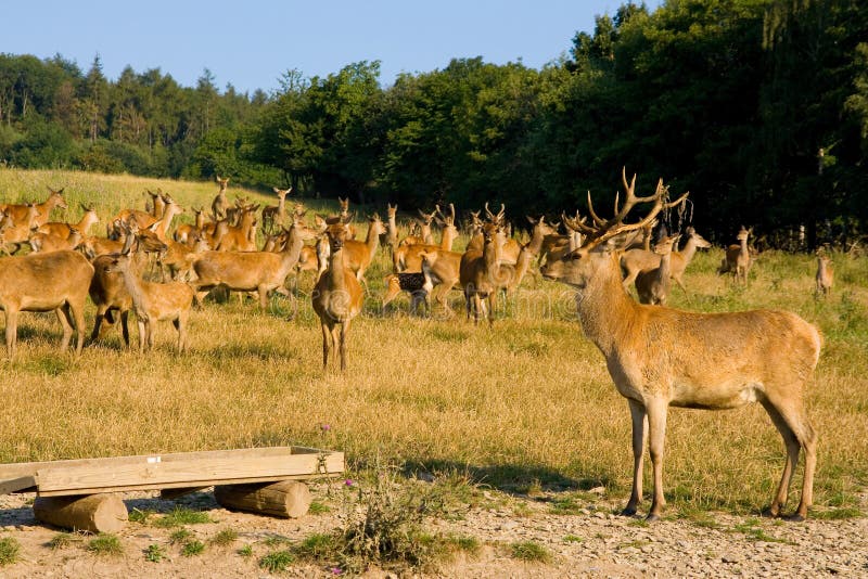 At the Deer Farm stock image. Image of camp, farm, pasture - 3501021
