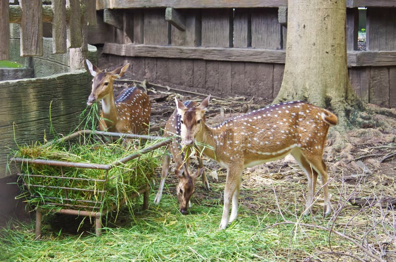Deer in farm stock photo. Image of deer, cute, herbivore - 76258708