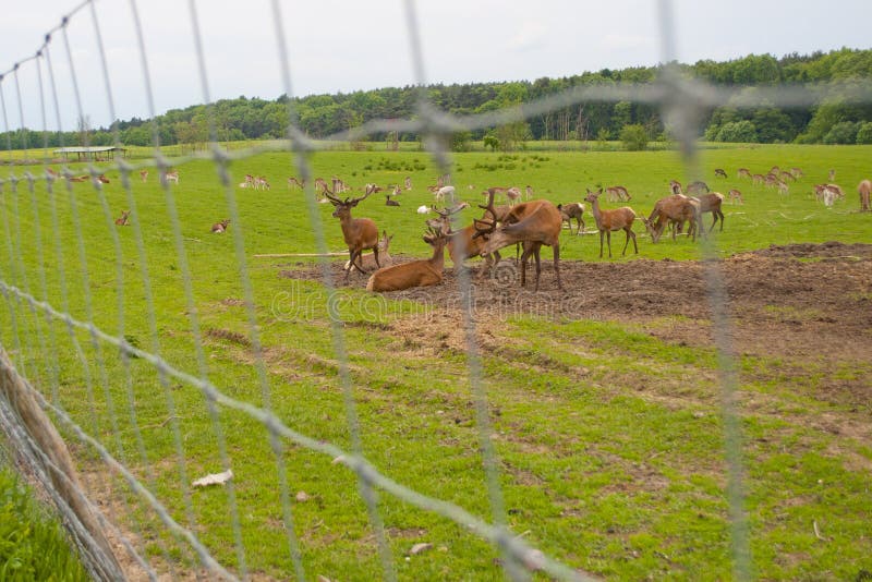 Deer farm stock photo. Image of poland, grazing, herd - 36384108