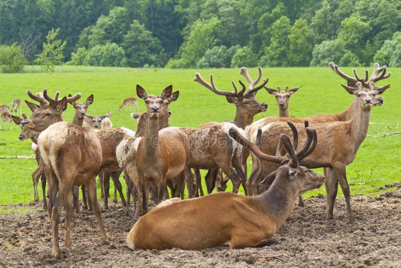 Deer farm stock image. Image of breeding, poland, mammals - 36384115