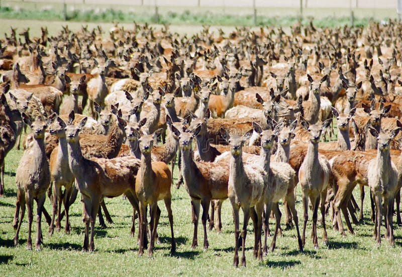Deer farming stock photo. Image of deer, outdoors, sunny - 13598298