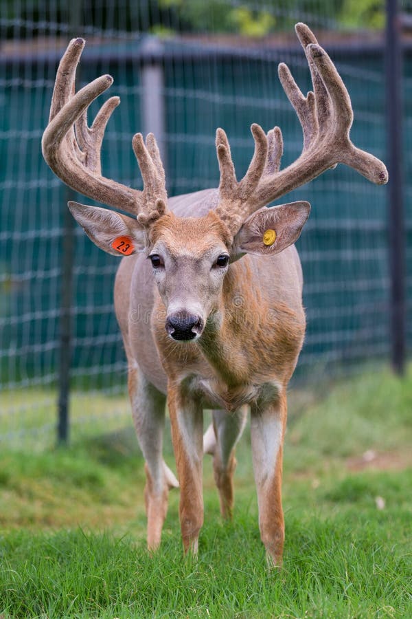 Deer farming stock photo. Image of breeding, standing - 78941028