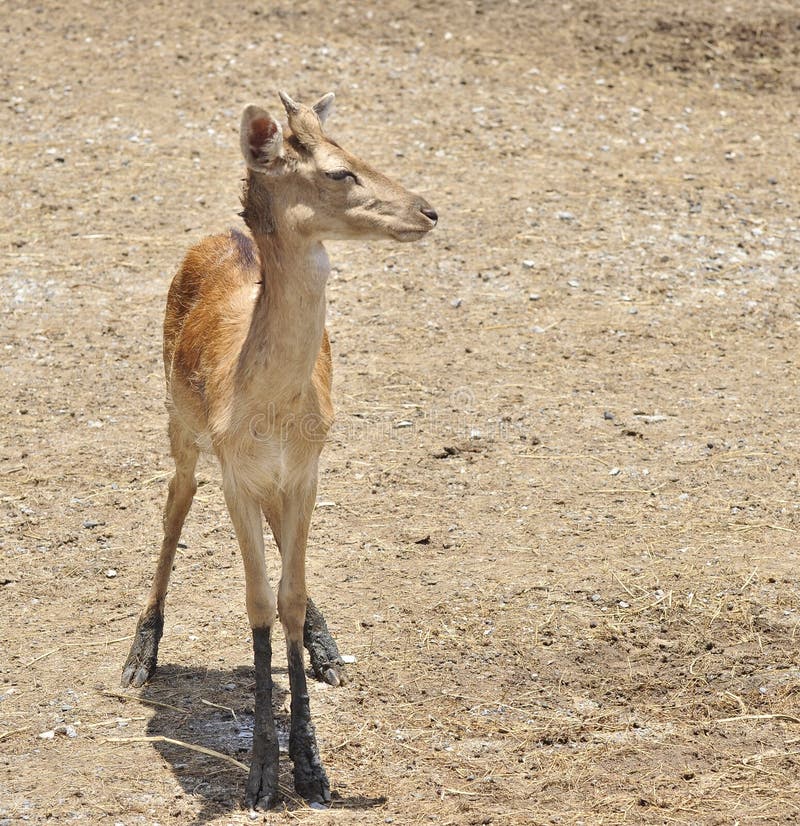 Deer fawn looking stock photo. Image of head, fawn, east - 19794136