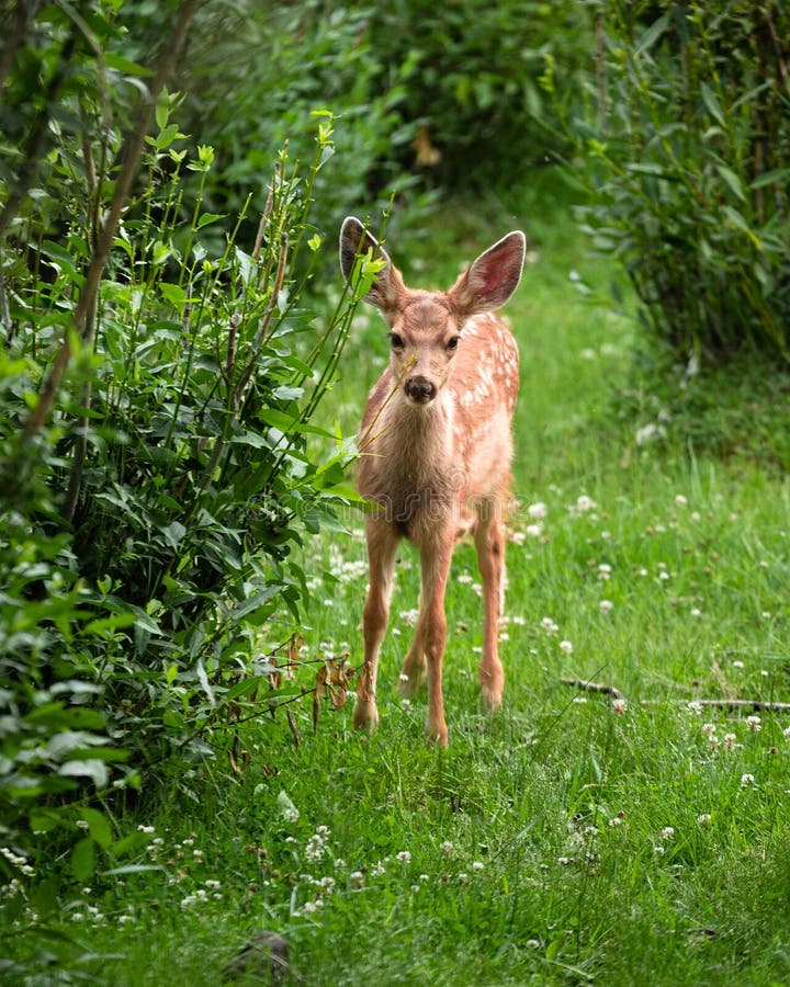 Deer Fawn Looking at the Camera in the Forest. Stock Photo - Image of ...