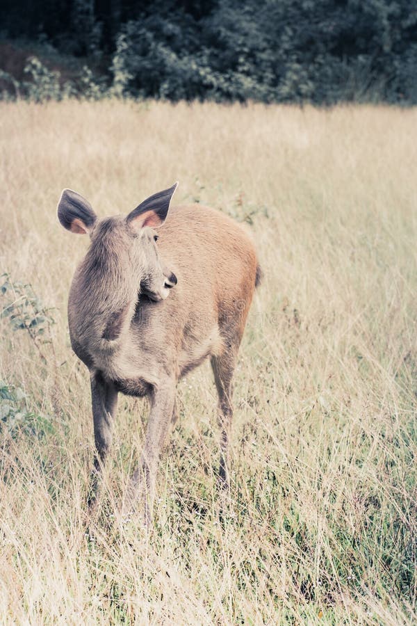 Deer Fawn Standing in Tall Grass. Stock Photo - Image of deer ...