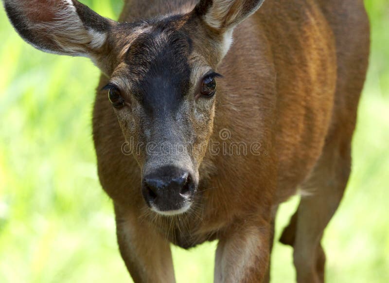 Deer Fawn Wild stock photo. Image of wildlife, animal - 64462402