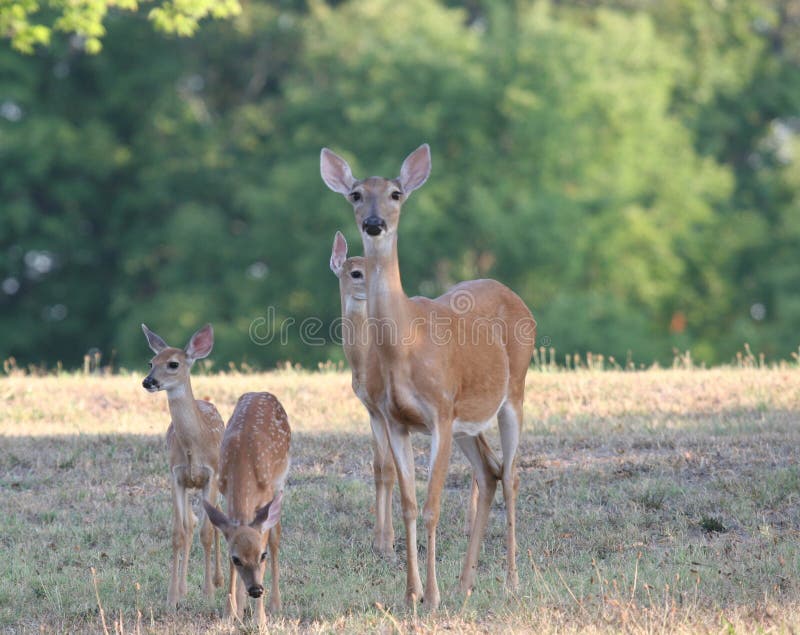 Deer and fawns stock image. Image of prey, fawn, mammals - 48778115