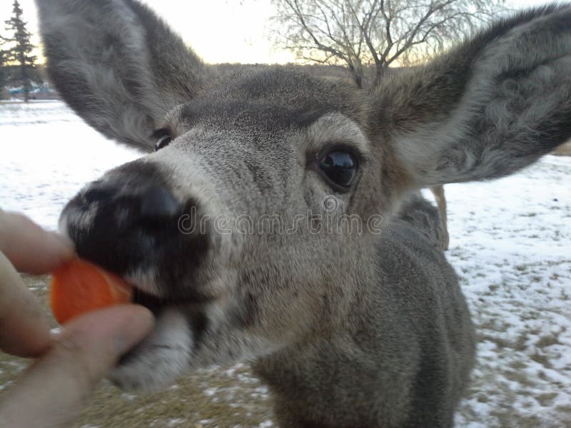 Deer fed stock image. Image of hand, carrots, feeding - 129598433