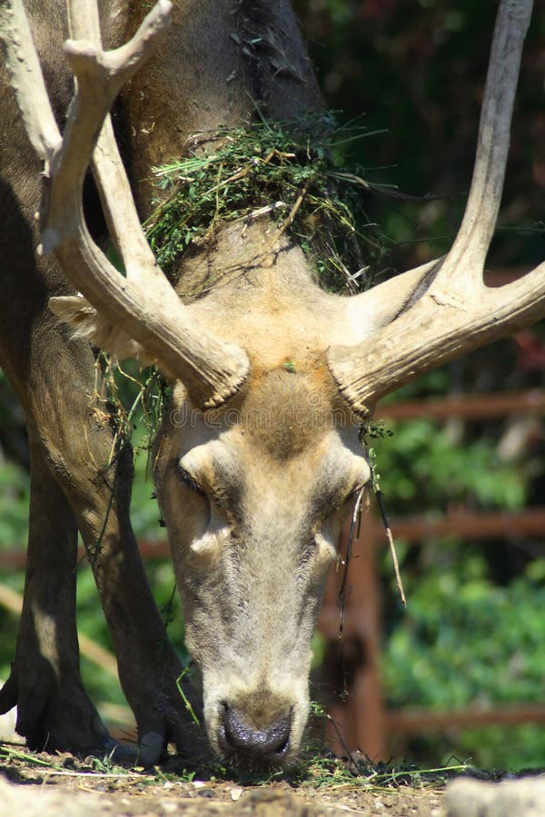 Deer feeding stock image. Image of eats, feeds, close - 3325365