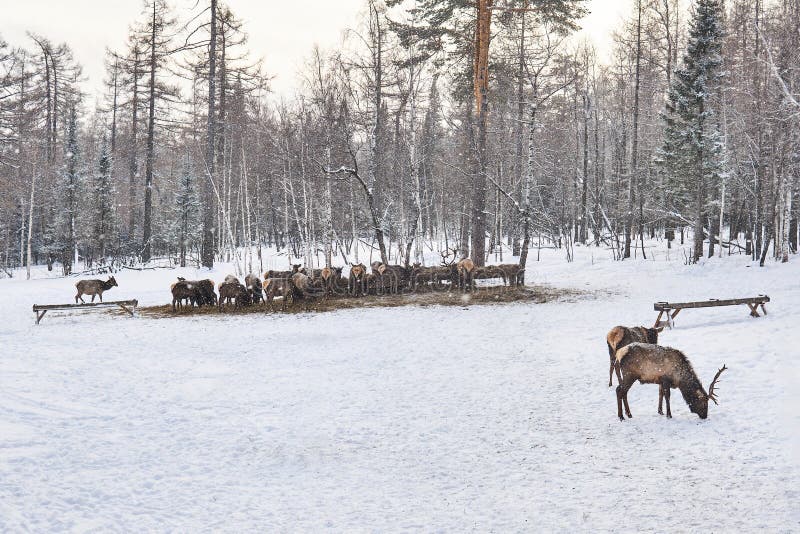 Deer Feeding in the Winter on a Maral Farm Stock Photo - Image of ...