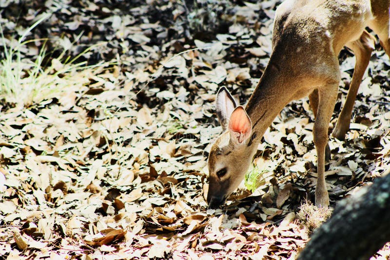 Deer Feeding stock image. Image of woods, leaves, deer - 122548877