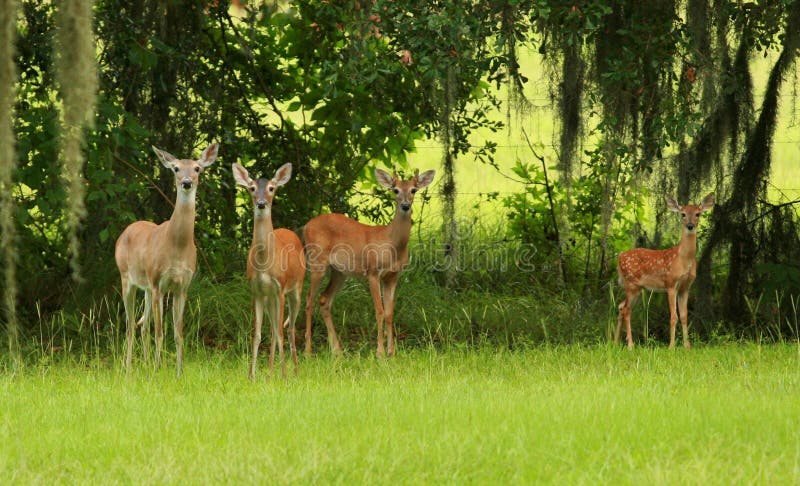 Deer in field stock image. Image of deer, trees, field - 14327197