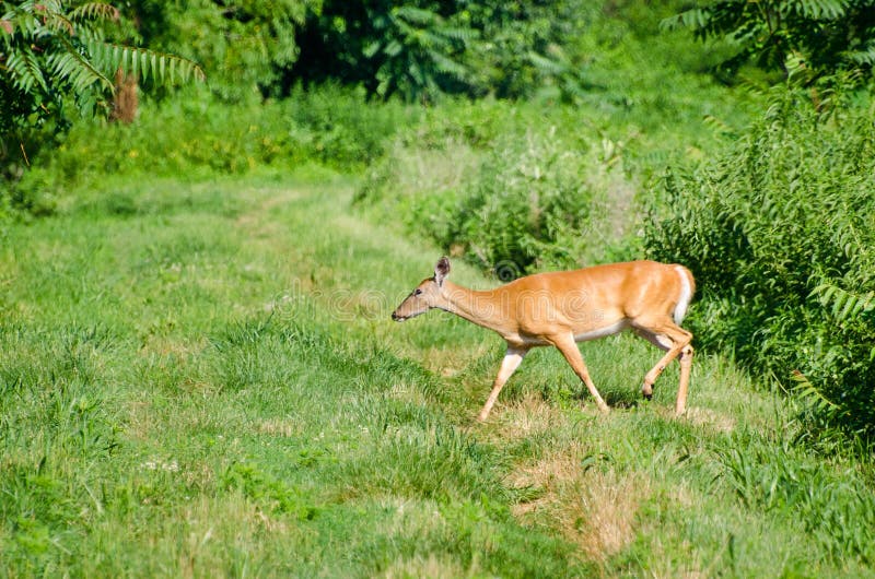 Deer in the Field stock photo. Image of green, underbrush - 22936708