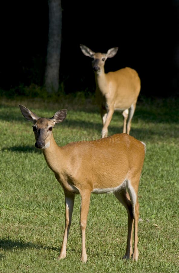 Deer in field stock photo. Image of season, cute, animal - 5828796