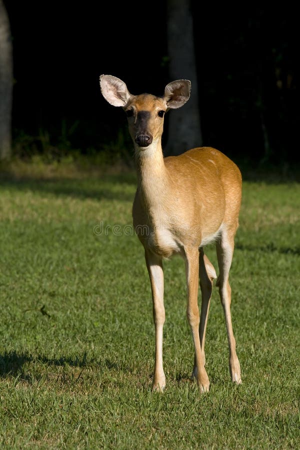 Deer in field stock photo. Image of dynamic, grassland - 5831992