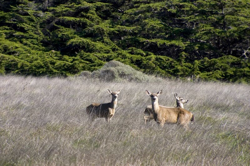 Deer In A Field Picture. Image: 733340