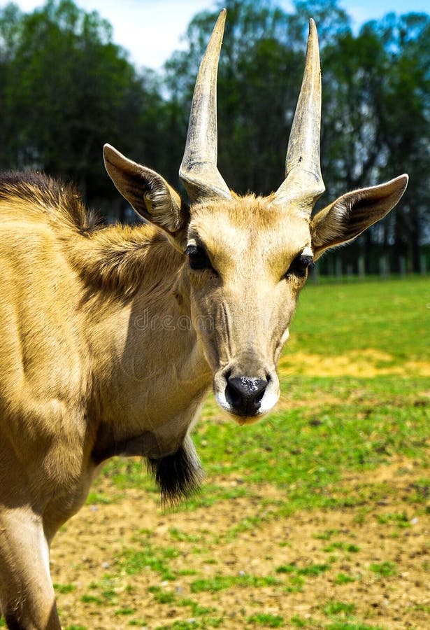 8,878 African Deer Stock Photos - Free & Royalty-Free Stock Photos from ...