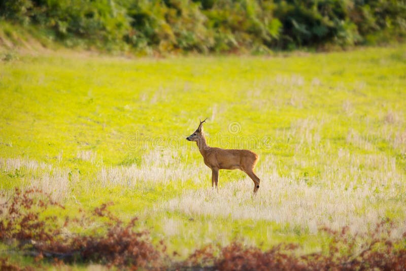 Deer in a field stock photo. Image of green, forest, blue - 39254896