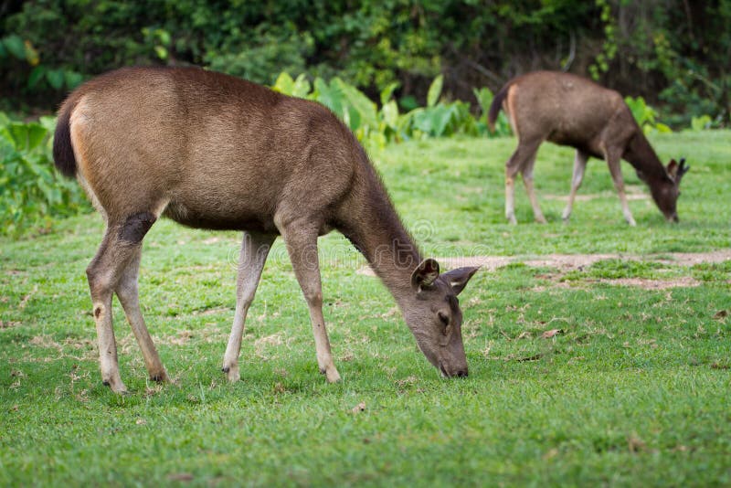Deer Eat Grass Stock Photos - Download 1,440 Royalty Free Photos