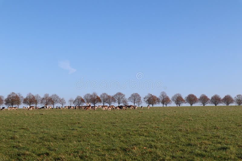 Deer in Field in Front of Trees Stock Image - Image of sunrise, dusk ...