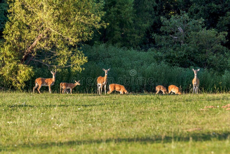 Deer playing in field stock image. Image of cute, hind - 5831939