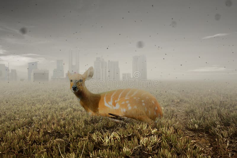 Deer on the Field with a Pollution Effect from City Development Stock ...