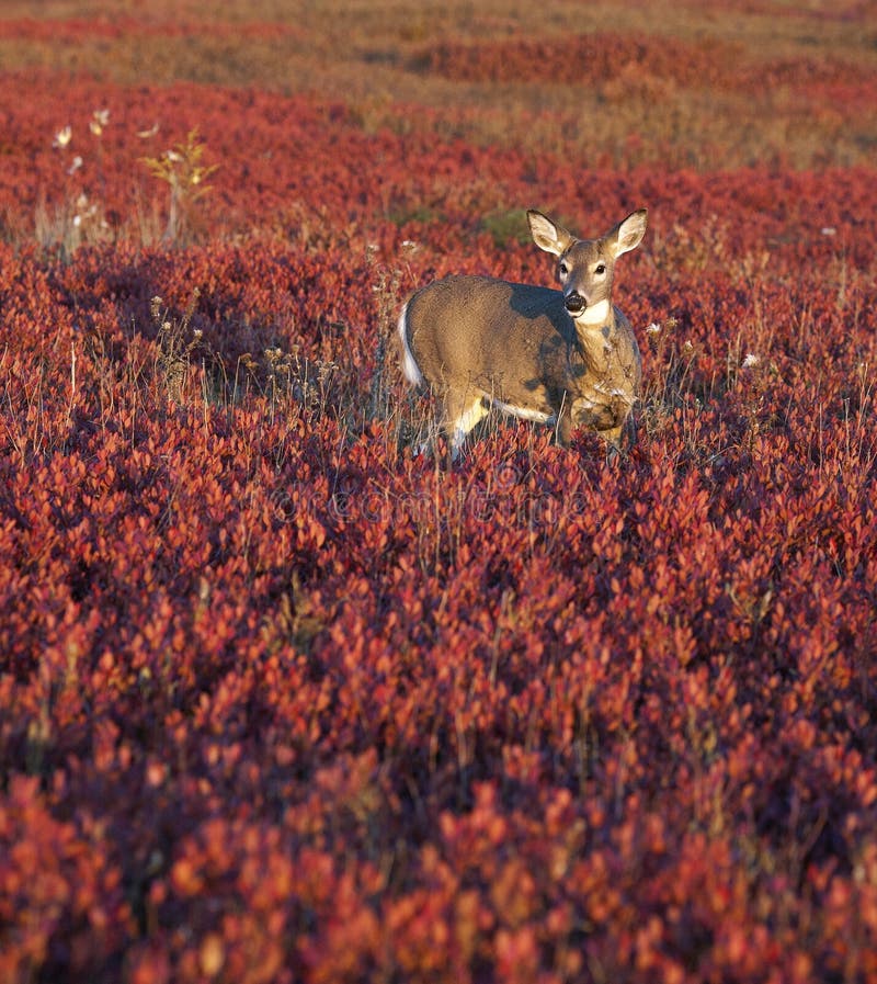 Deer in field of red stock image. Image of posing, whitetail - 21773525