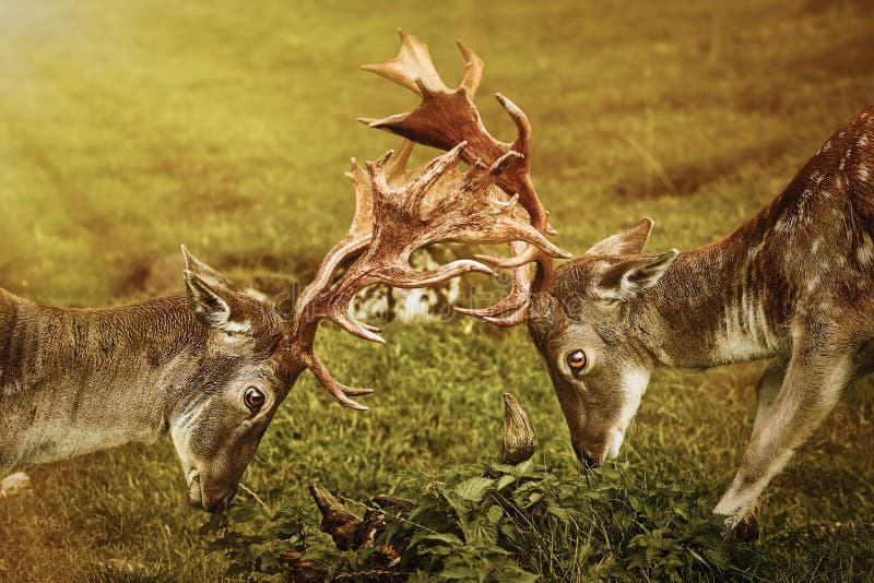 Roe Deer Fight the Root of the Tree Stock Image - Image of hart ...