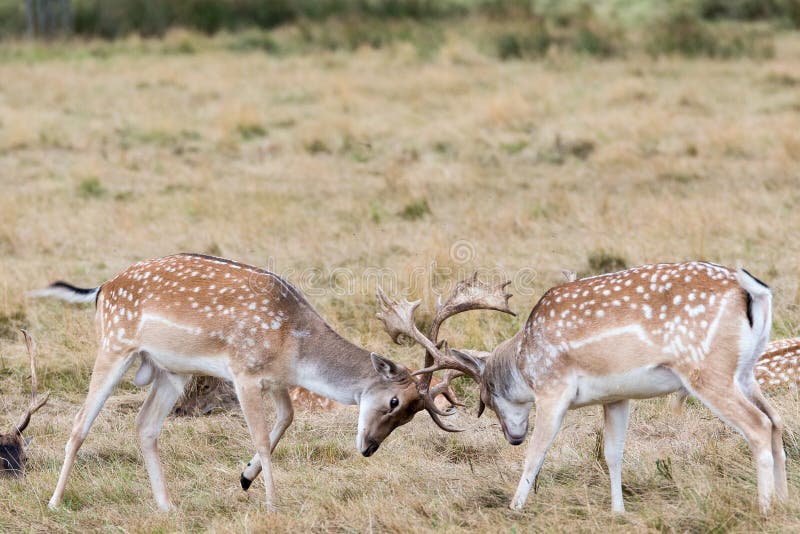 451 Whitetail Deer Fighting Stock Photos - Free & Royalty-Free Stock ...