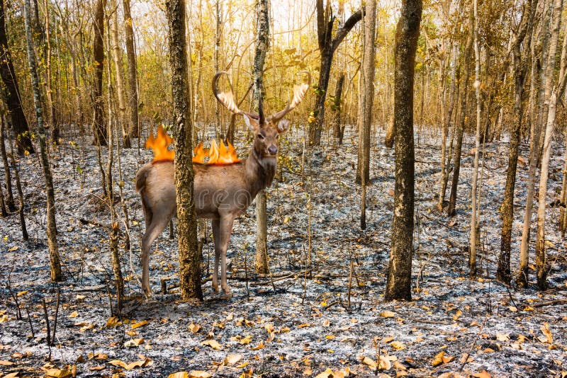 Deer with Fire Burn on it Back Stand in Burnt Debris Stock Image ...